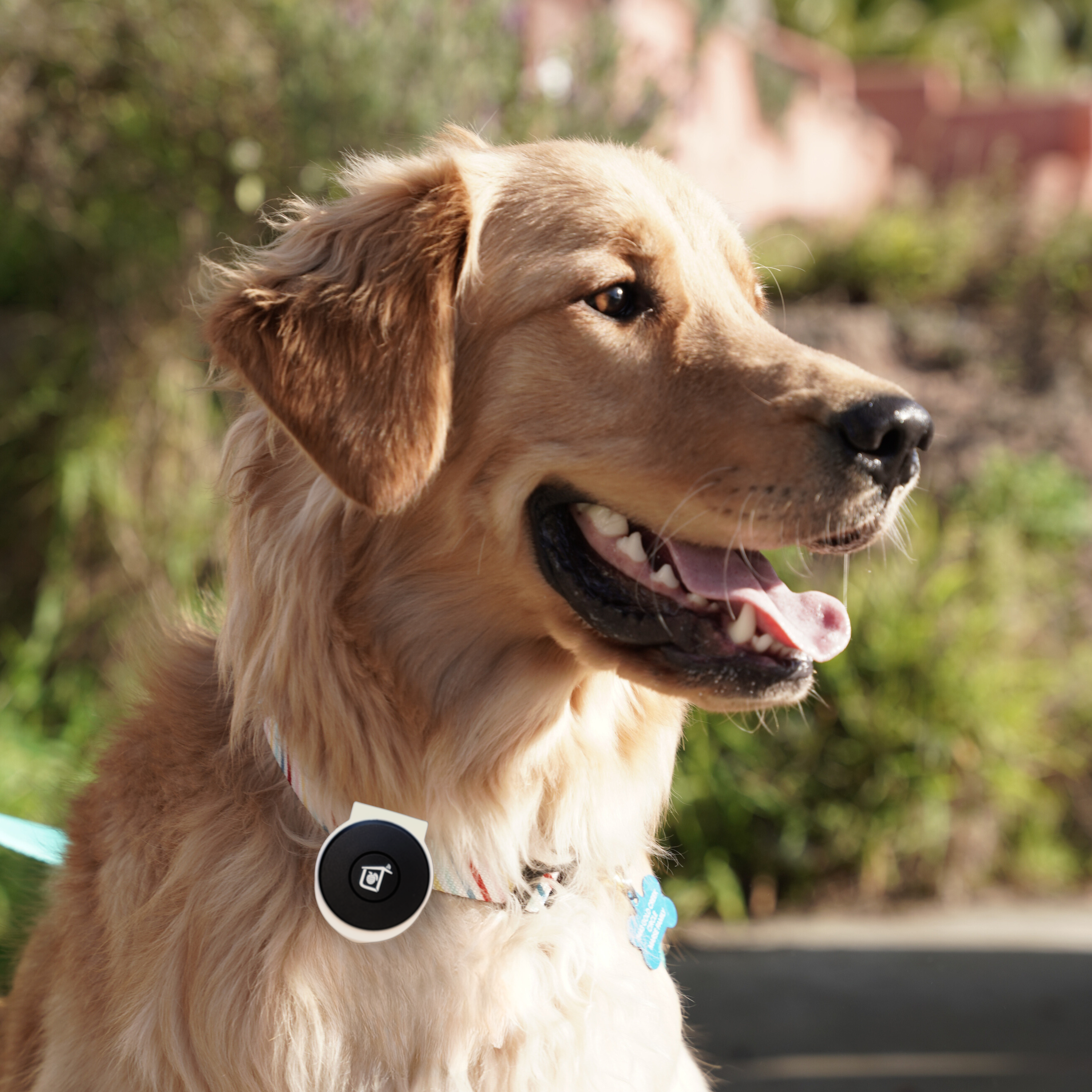 PetPass Smart Pet Tag & Collar Strap